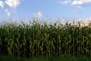 biourja_group_do_brasil_agroindustria - BioUrja Group